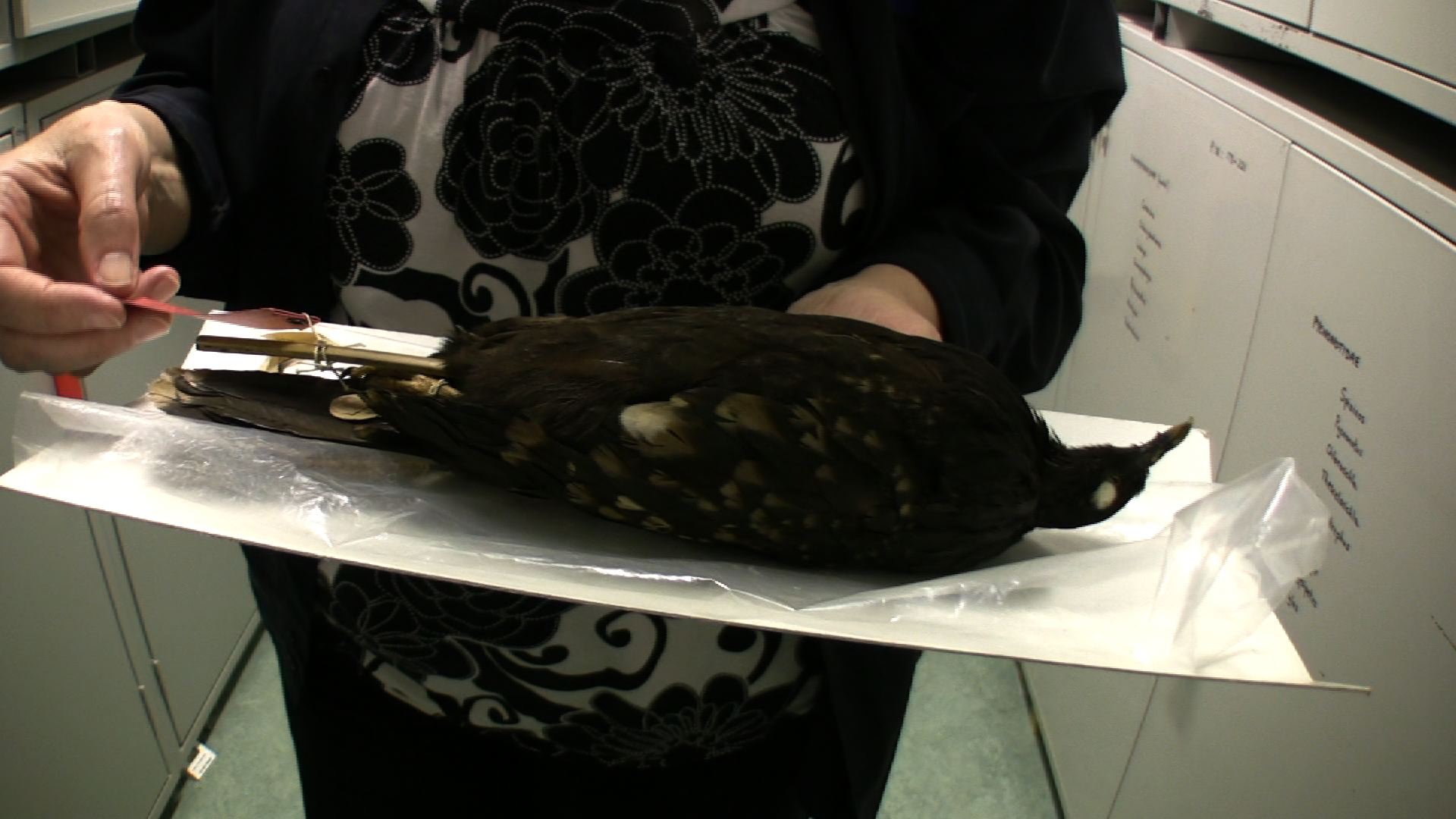 The Bird Effect Diaries | Caught by the River | Caught by the River