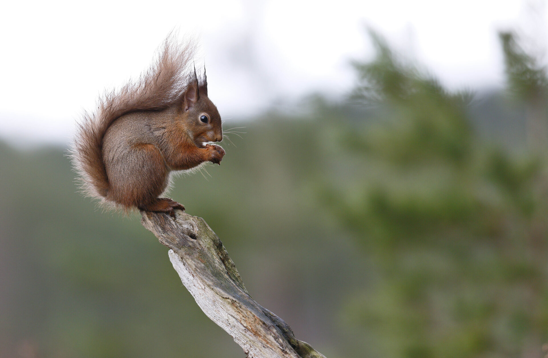 Red Squirrels | Caught by the River | Caught by the River