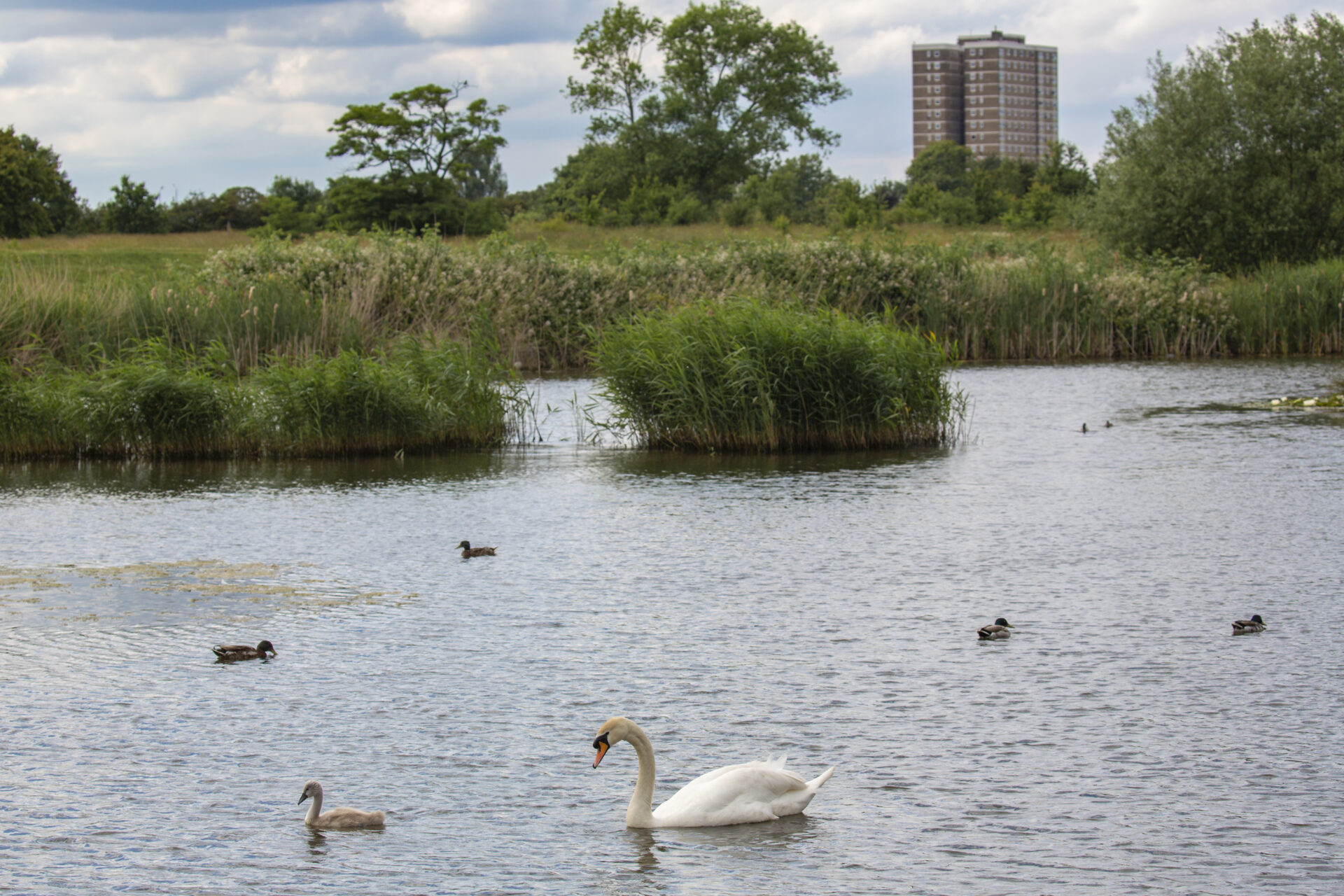 Rewilding London’s Rivers | Caught by the River | Caught by the River