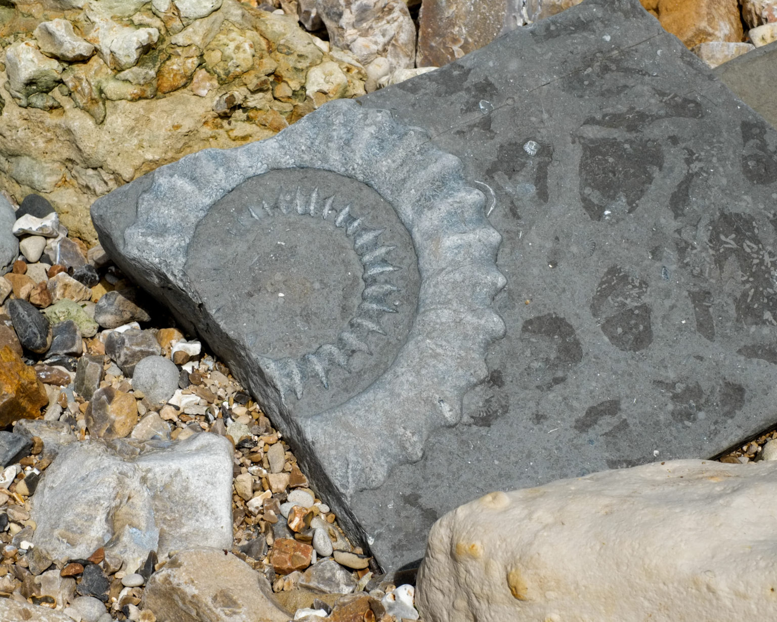 Undercliff Part Two: Corbin Rocks to Lyme Regis | Caught by the River ...