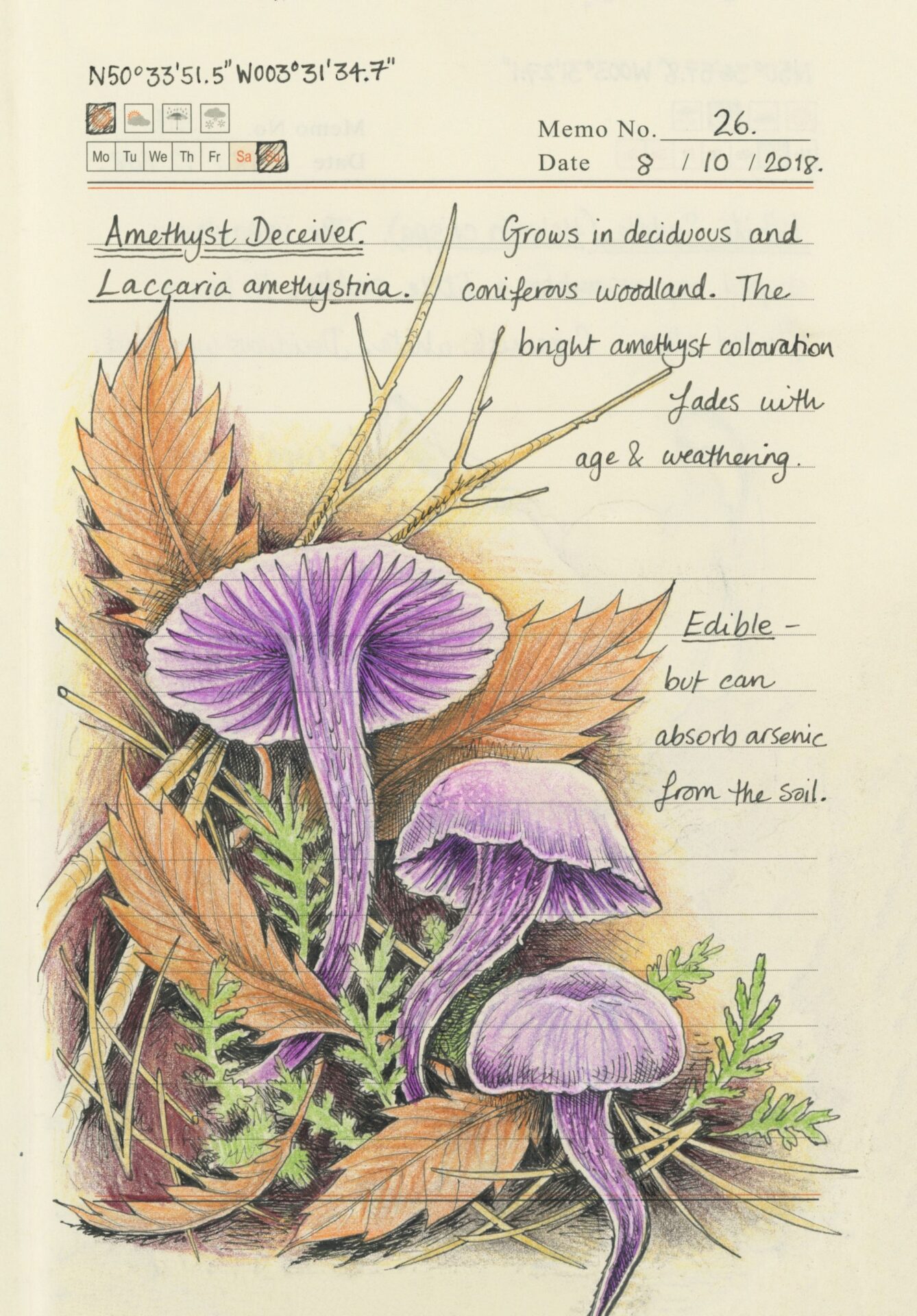 Secrets of a Devon Wood | Caught by the River | Caught by the River