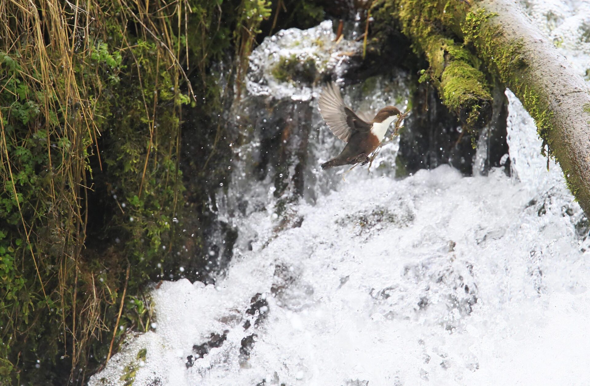 The Dipper II | Caught by the River | Caught by the River
