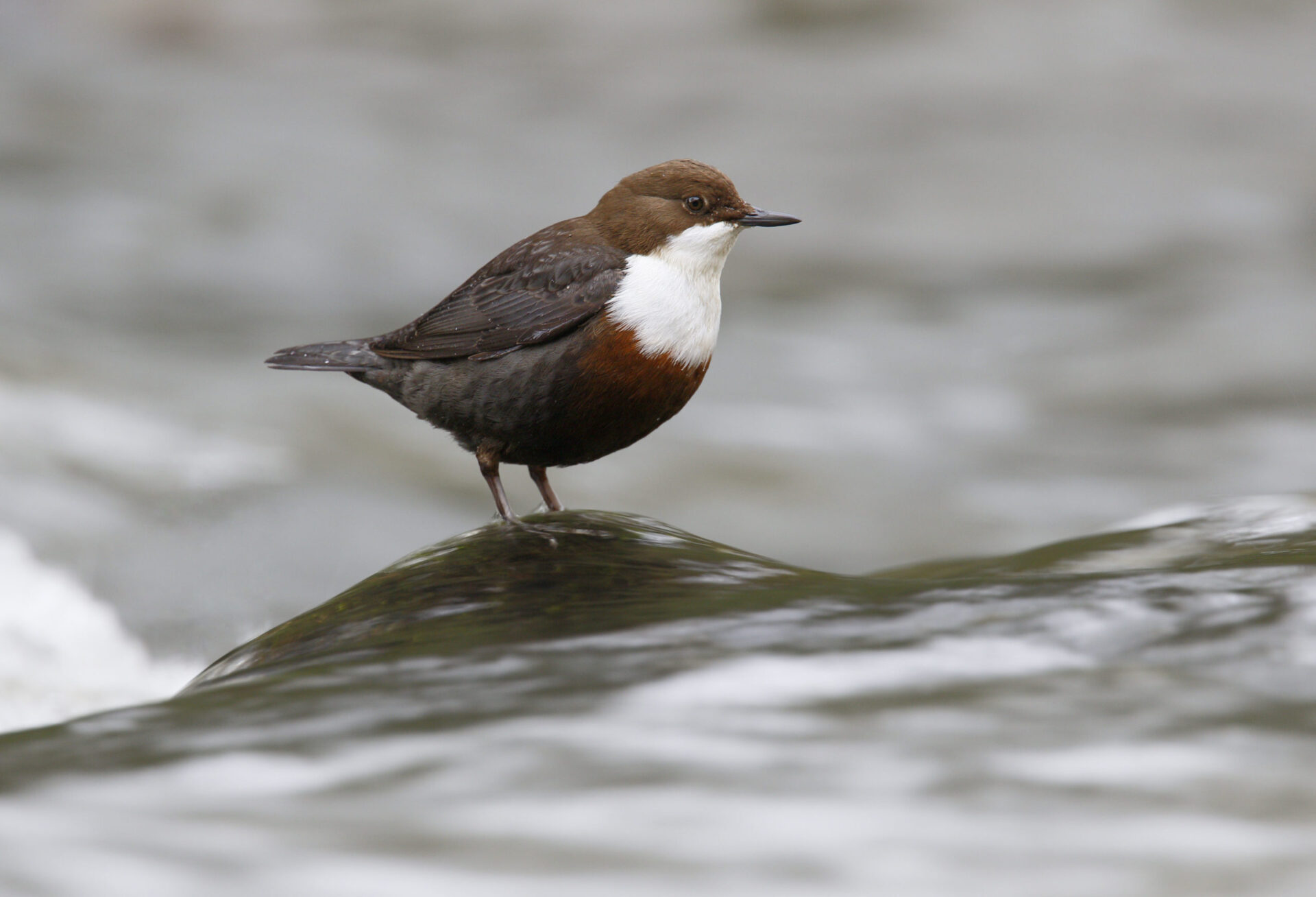 The Dipper II | Caught by the River | Caught by the River