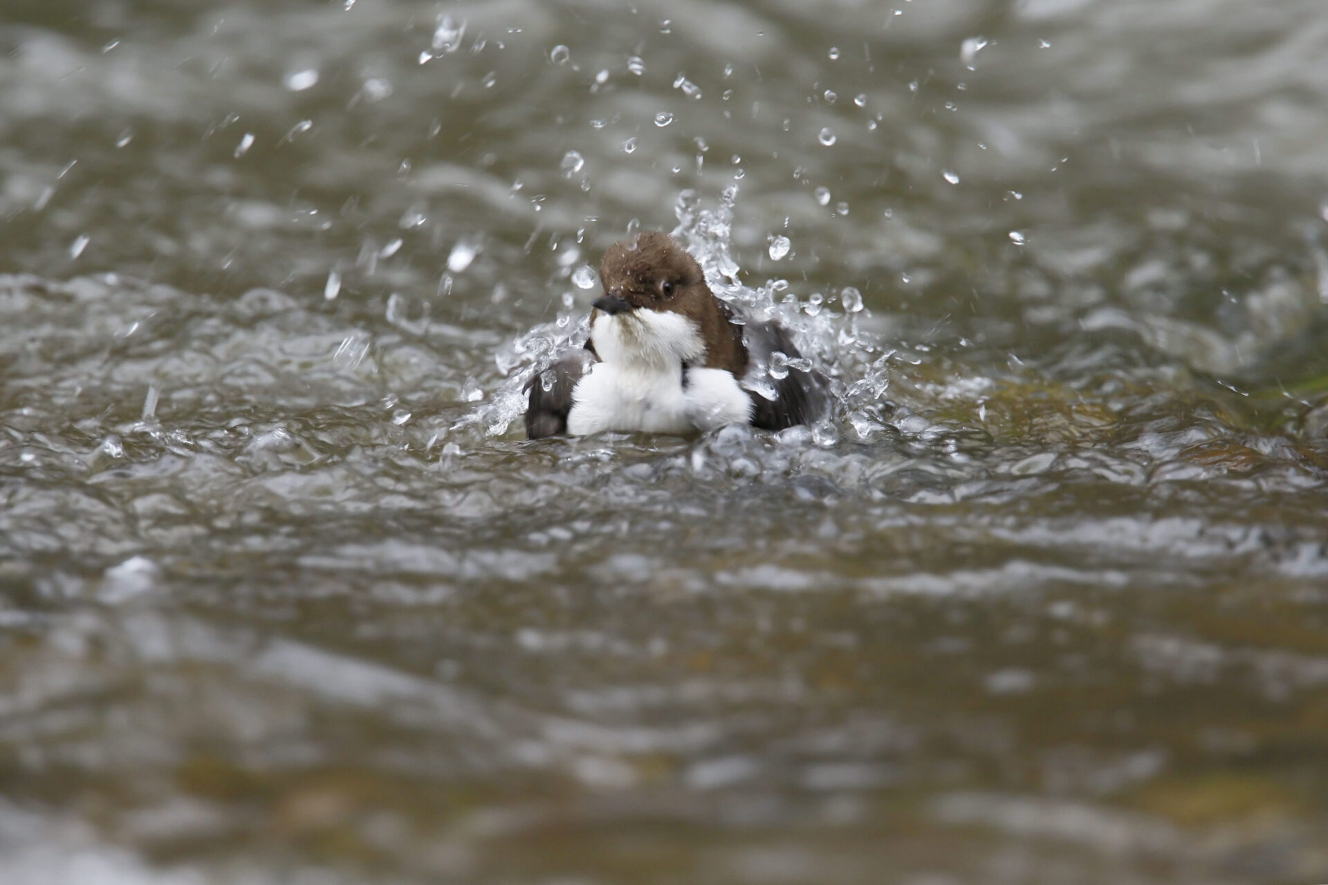 The Dipper II | Caught by the River | Caught by the River