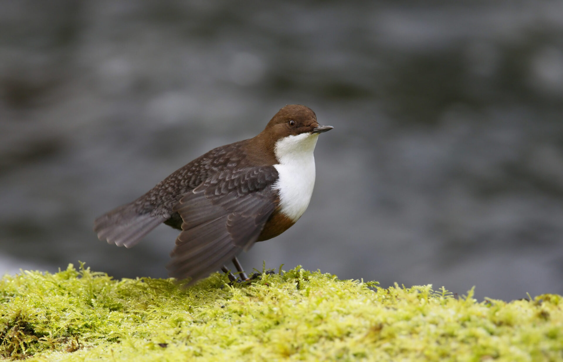 The Dipper II | Caught by the River | Caught by the River