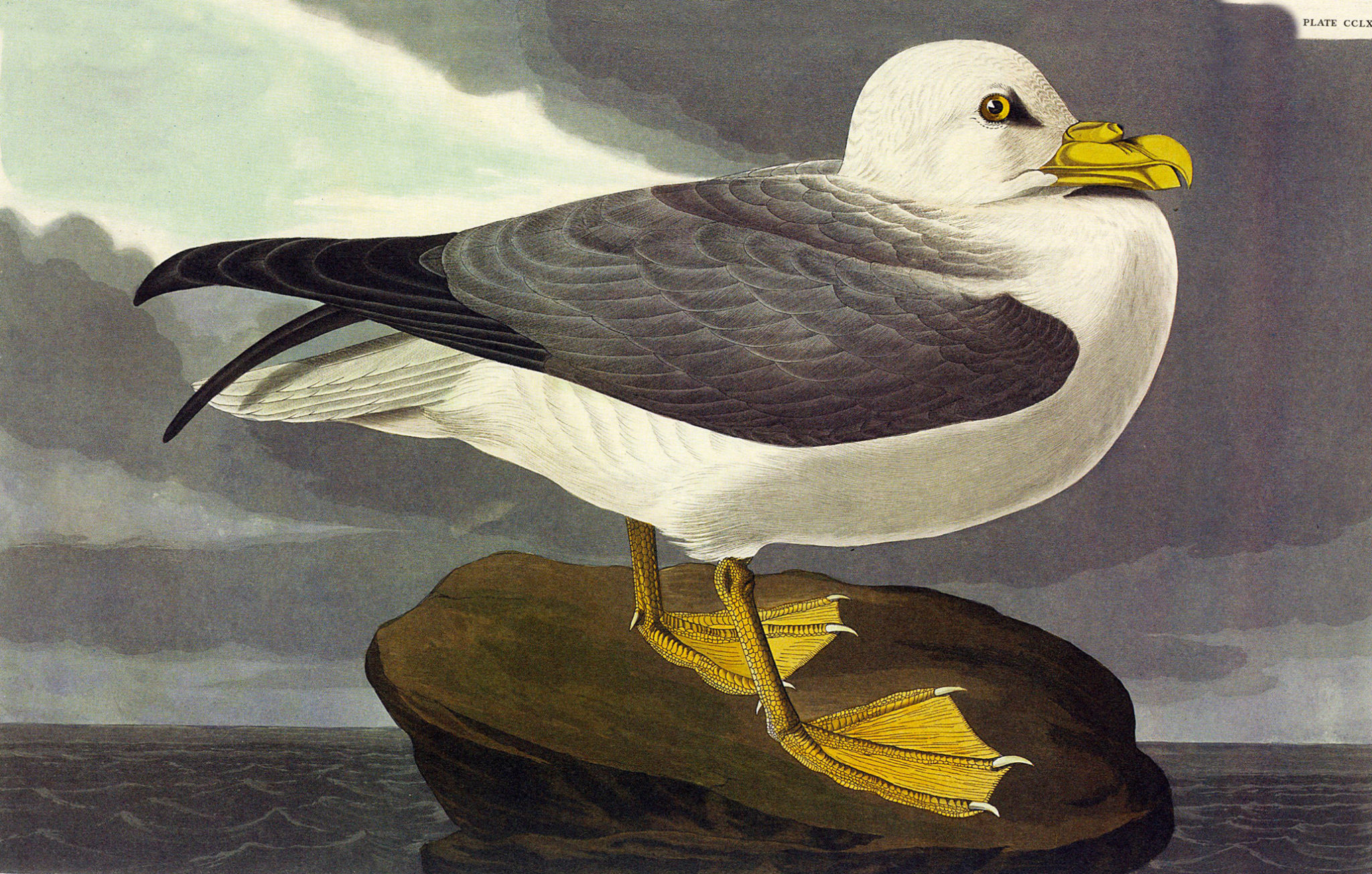 A Bird A Day: Northern Fulmar | Caught by the River | Caught by the River