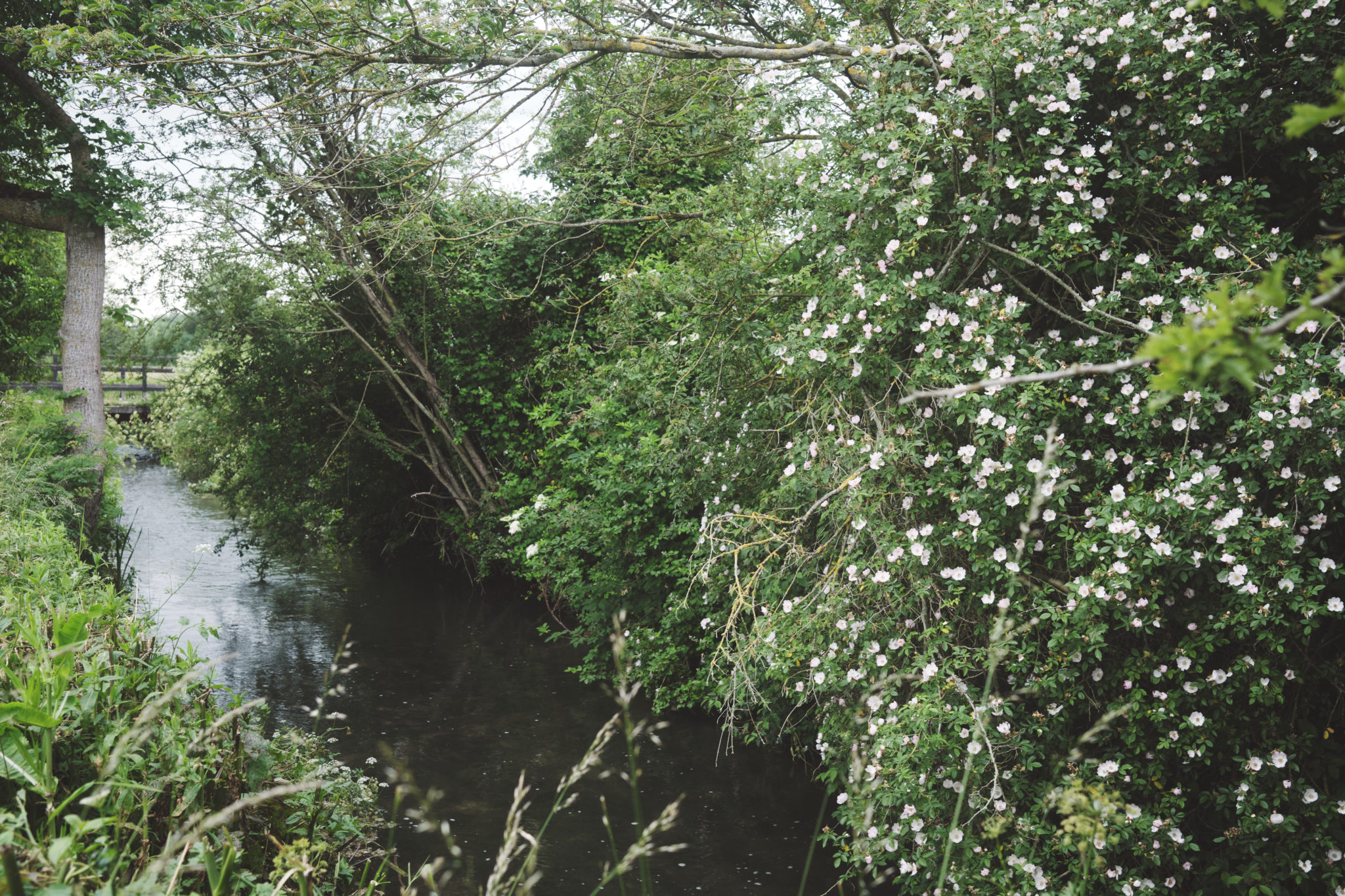 The Ebble | Caught by the River | Caught by the River