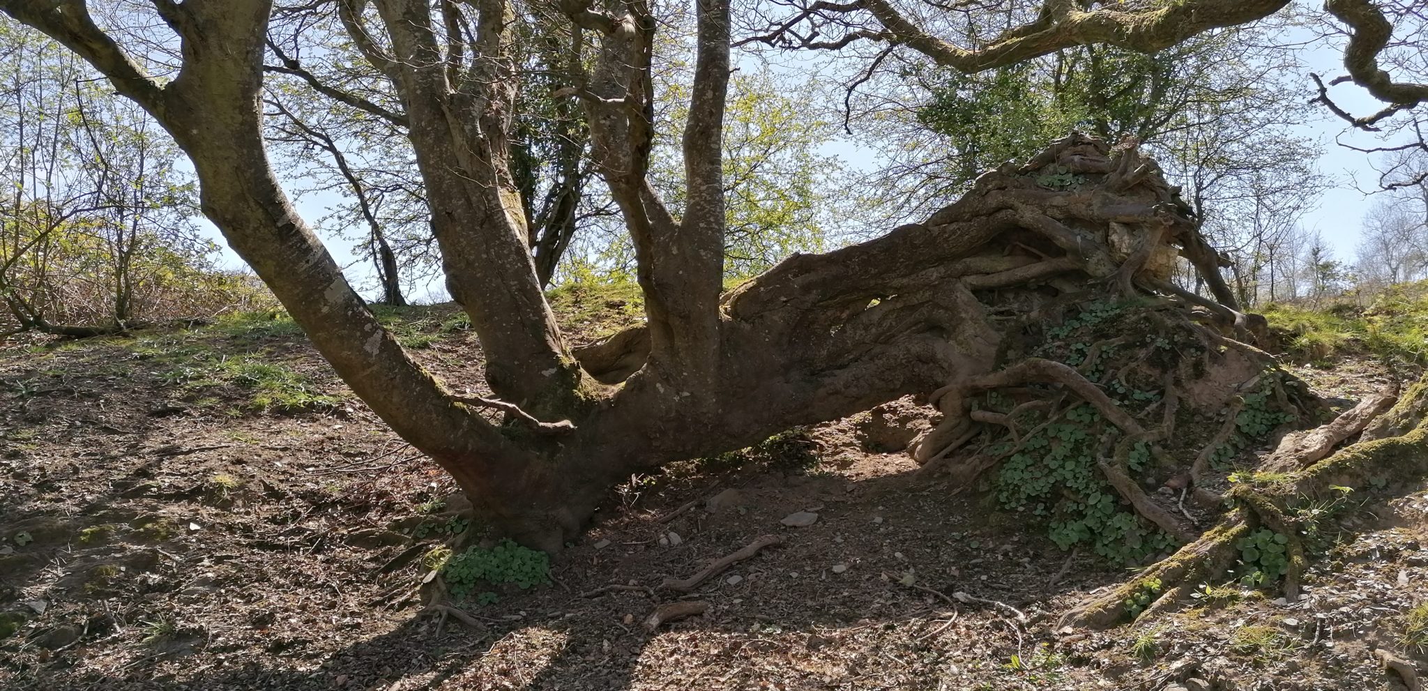 An Oak and a Kite | Caught by the River | Caught by the River