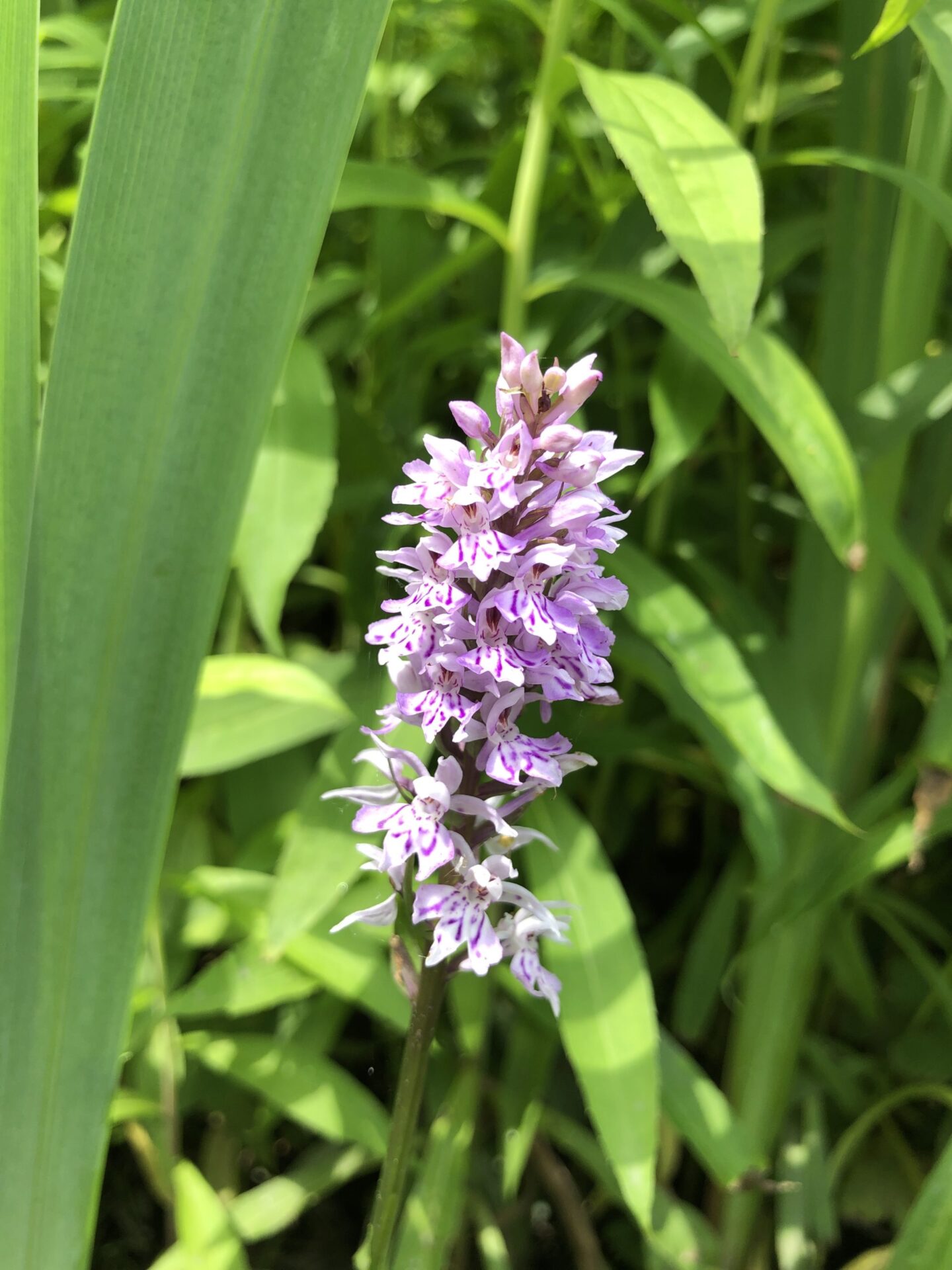 Cool Oak Diary #8 | Caught by the River | Caught by the River