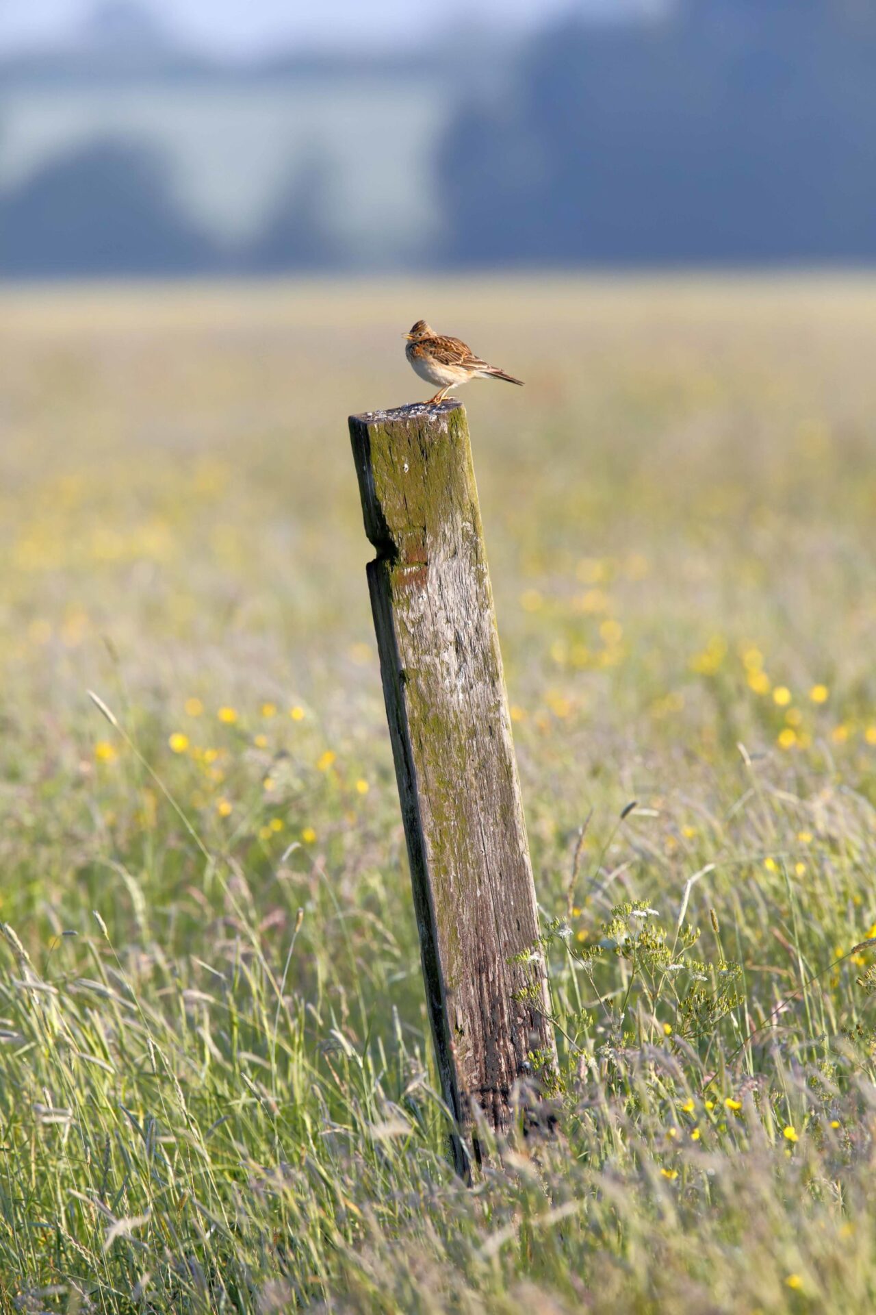 Lammas Meadow | Caught by the River | Caught by the River