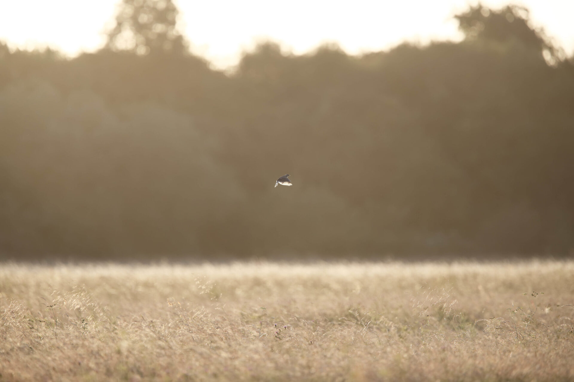 Lammas Meadow | Caught by the River | Caught by the River