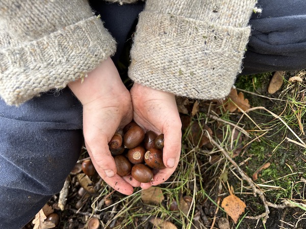Free Range: Acorn Collecting | Caught by the River | Caught by the River