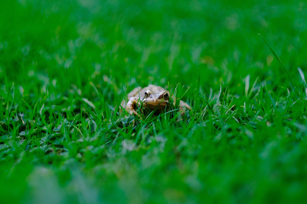 Parker’s Suburban Garden | Caught by the River | Caught by the River