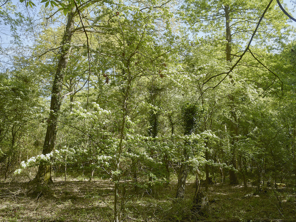 Forest Bass: Dispatches from a cabin in the woods | Caught by the River ...