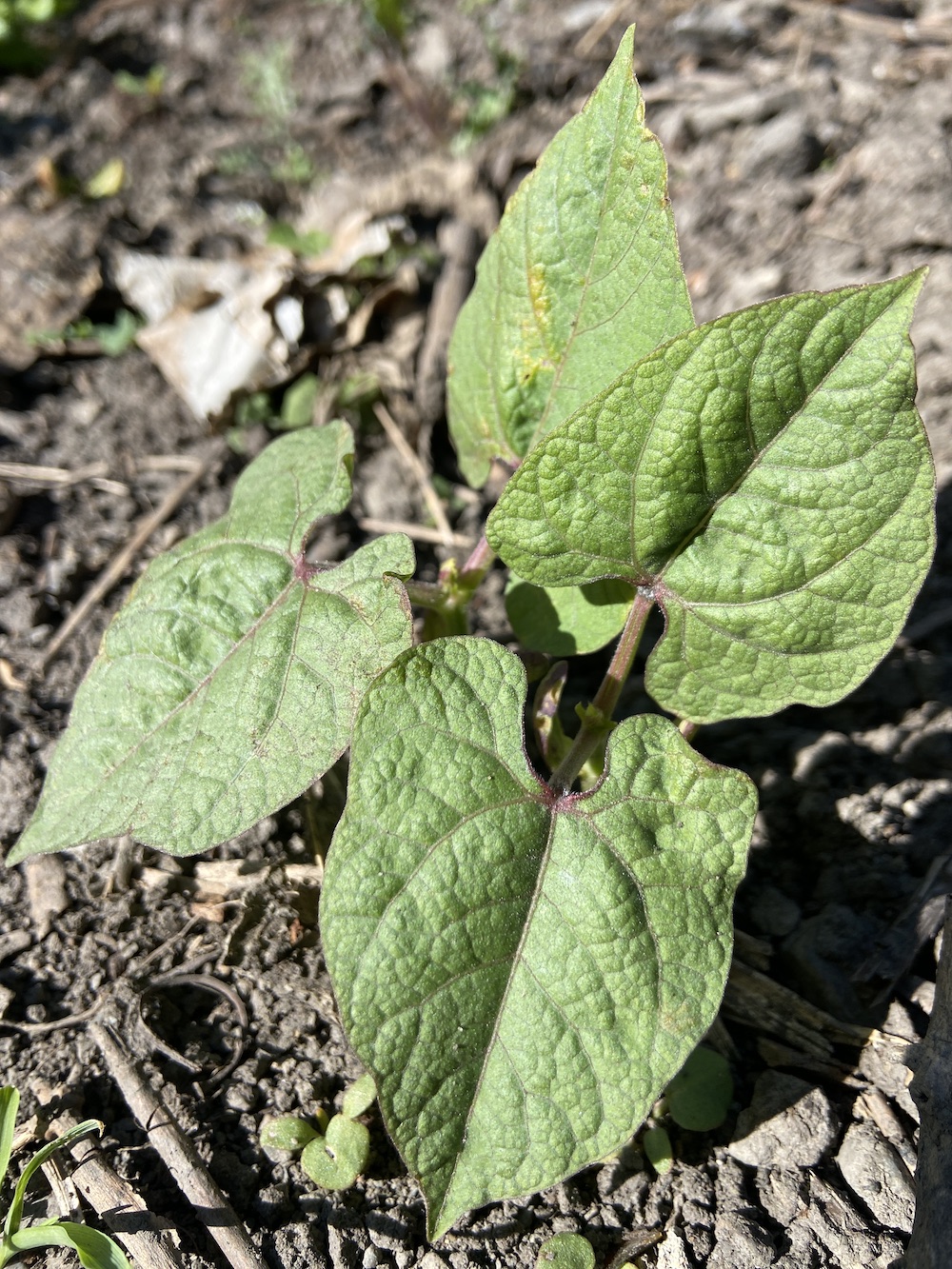 Breaking Ground: Dwarf Beans | Caught by the River | Caught by the River