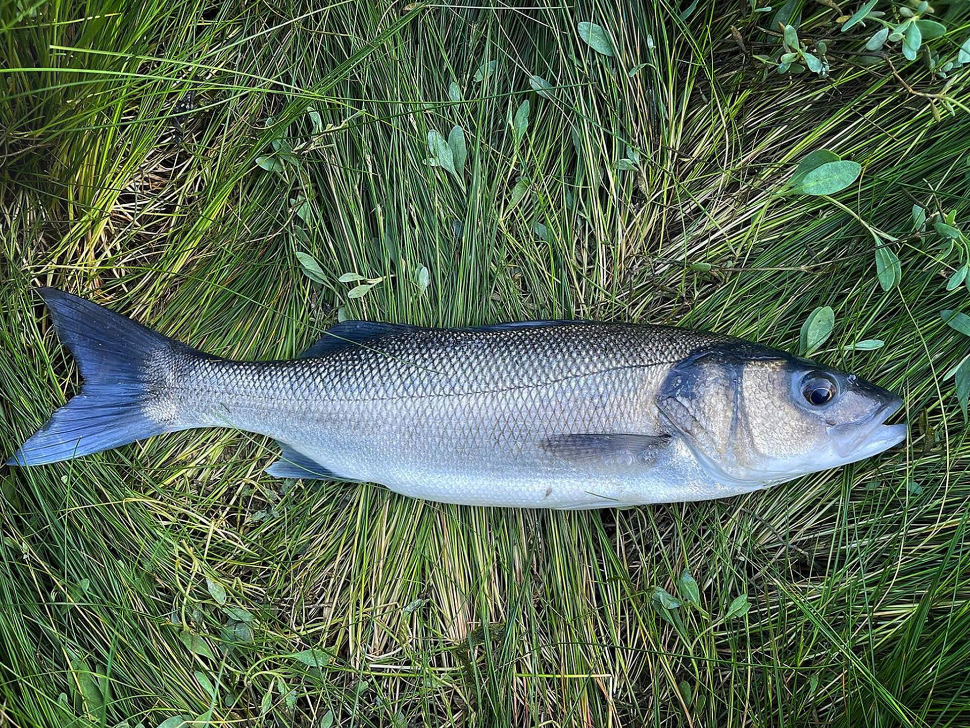 Shadows & Reflections: Mark Mattock | Caught by the River | Caught by ...