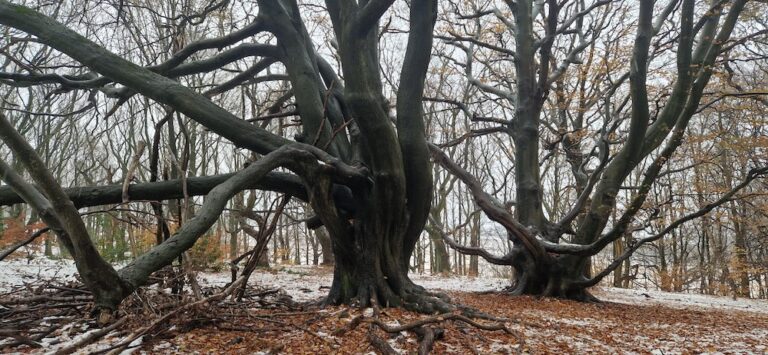 Wild Signs | Caught by the River | Caught by the River