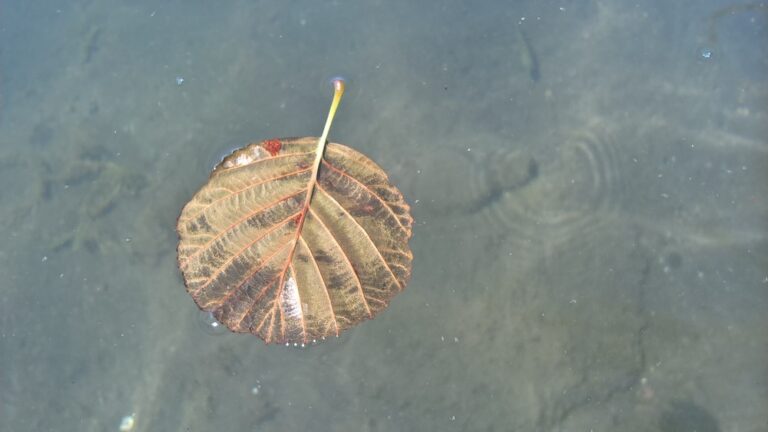 Shadows & Reflections: Nicola Healey | Caught by the River | Caught by ...