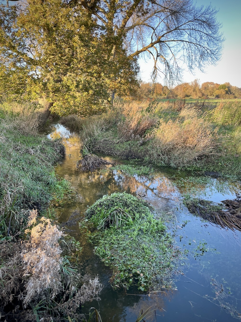 Shadows & Reflections: Melissa Harrison | Caught by the River | Caught ...