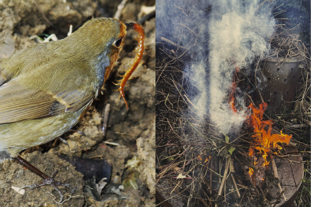 Peckerwood: Field notes from a feral’d garden | Caught by the River ...