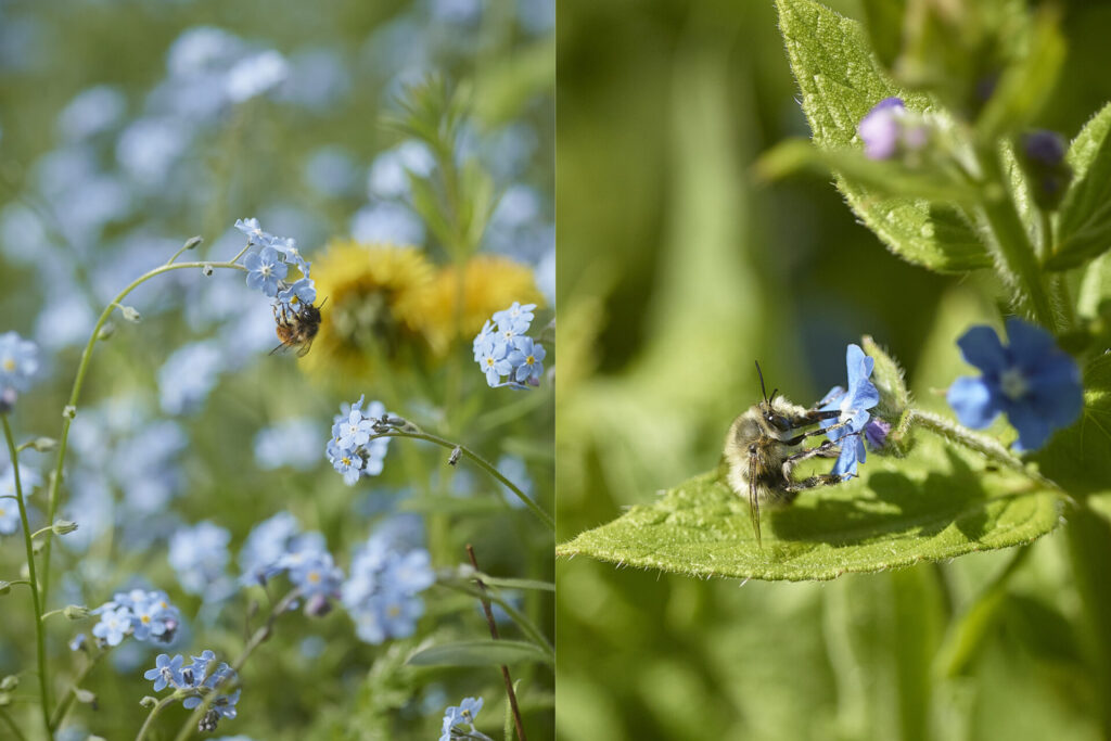 Peckerwood: Field notes from a feral’d garden | Caught by the River ...